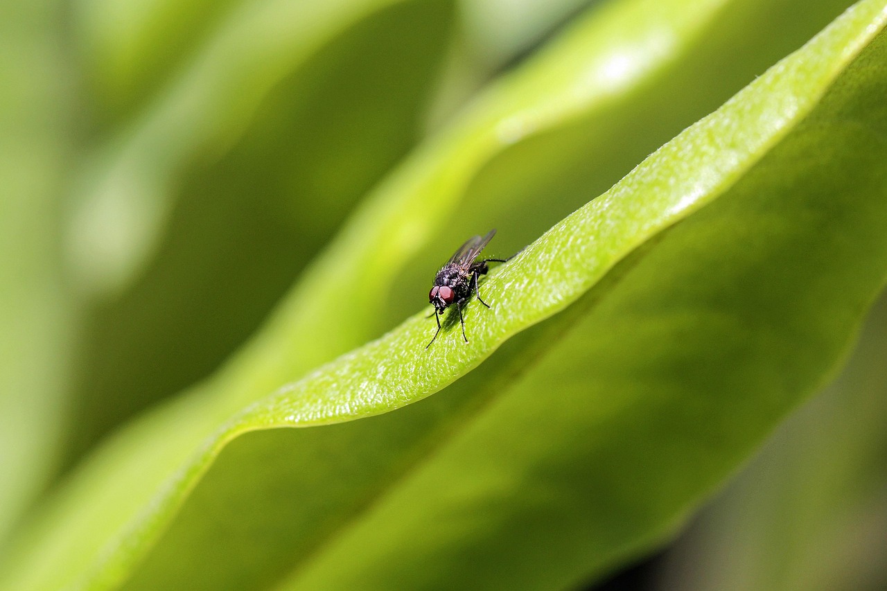 Voler La Nature Vert - Photo gratuite sur Pixabay - Pixabay
