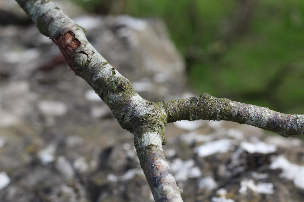 Branch Wood Bark - Free photo on Pixabay - Pixabay
