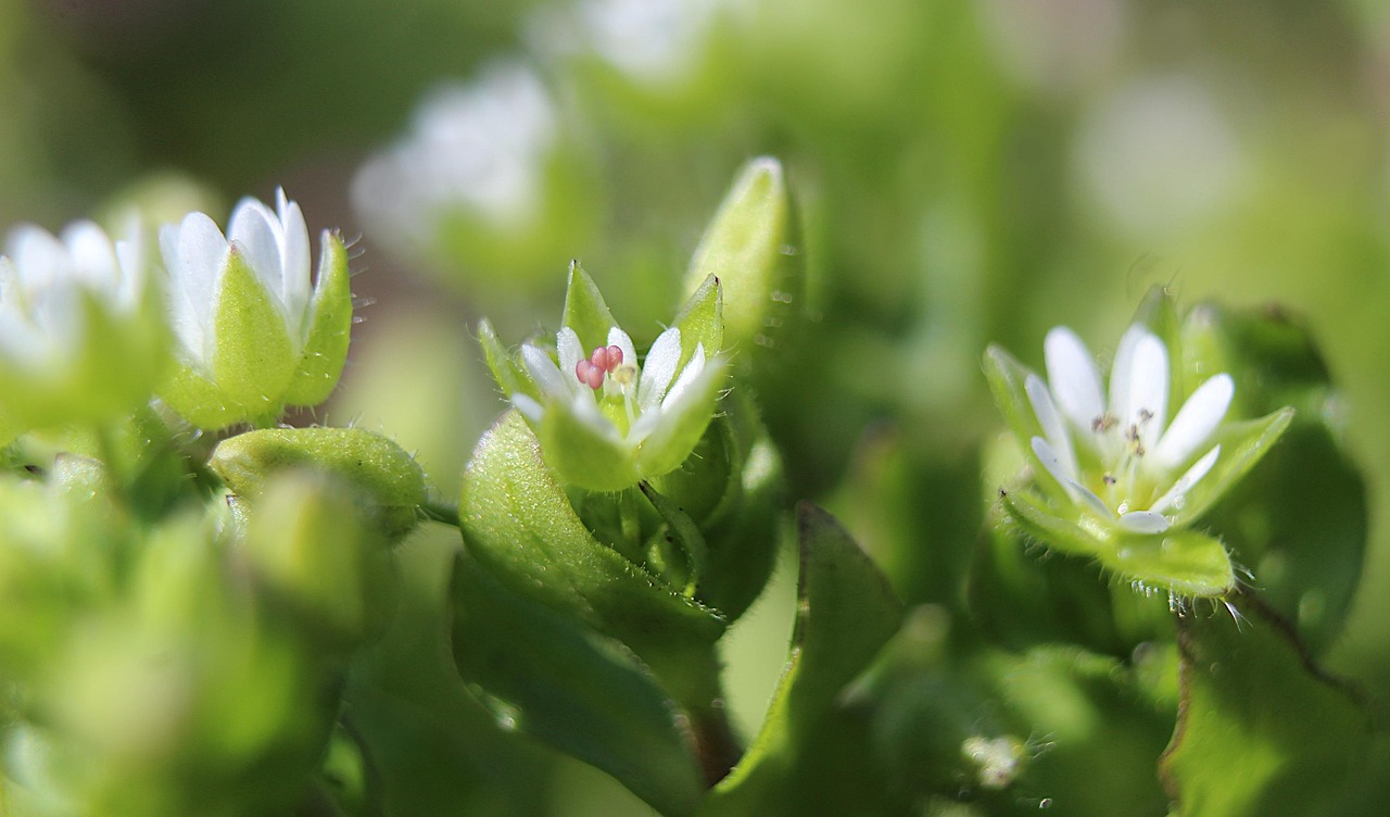 Nature Plants Delicate - Free photo on Pixabay - Pixabay