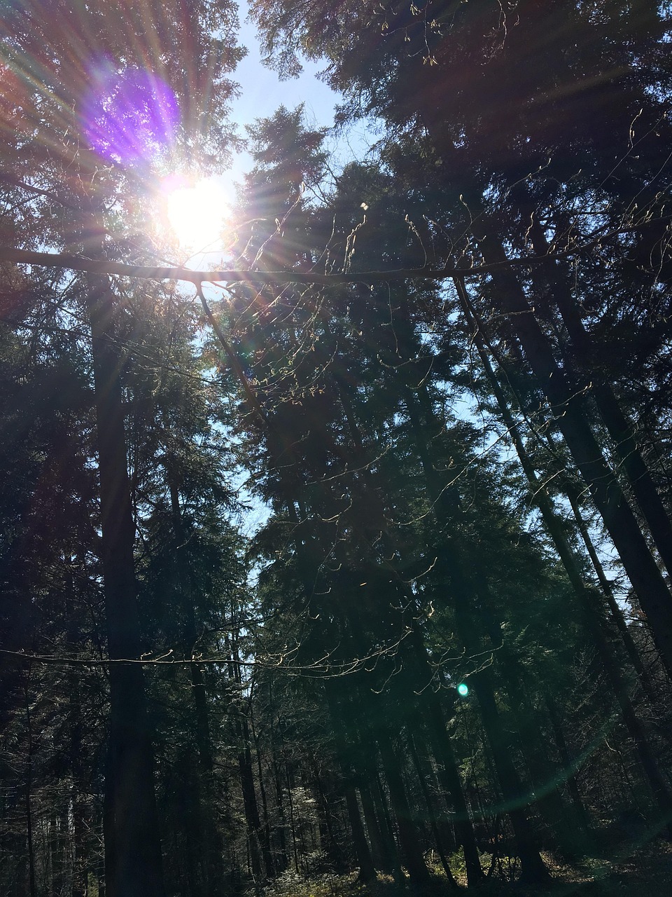 Sol Bosque - Foto gratis en Pixabay - Pixabay