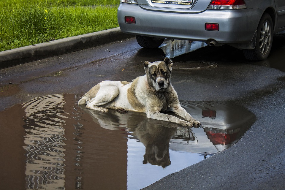 Dog Rain Pet - Free photo on Pixabay - Pixabay