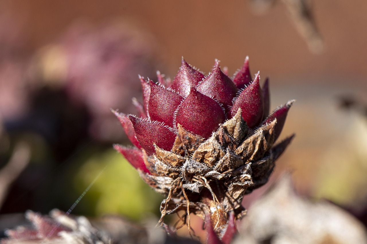 Close Up Nature Spring - Free photo on Pixabay