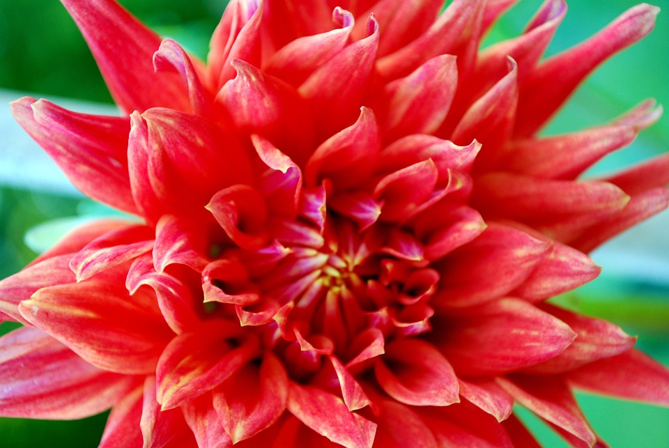 Bunga Merah Mekar - Foto gratis di Pixabay - Pixabay