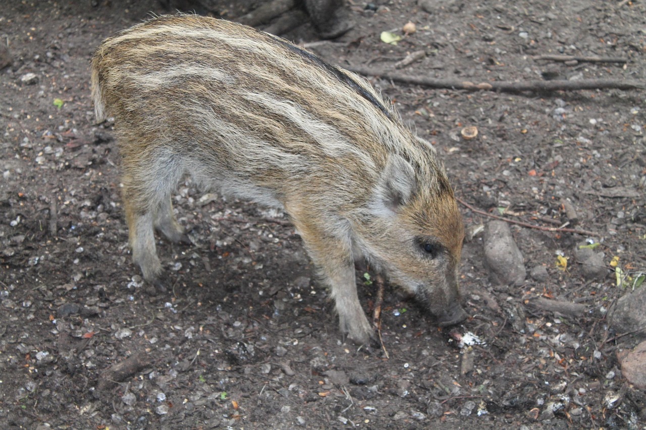 Javali Selvagem Novato Animal - Foto gratuita no Pixabay - Pixabay
