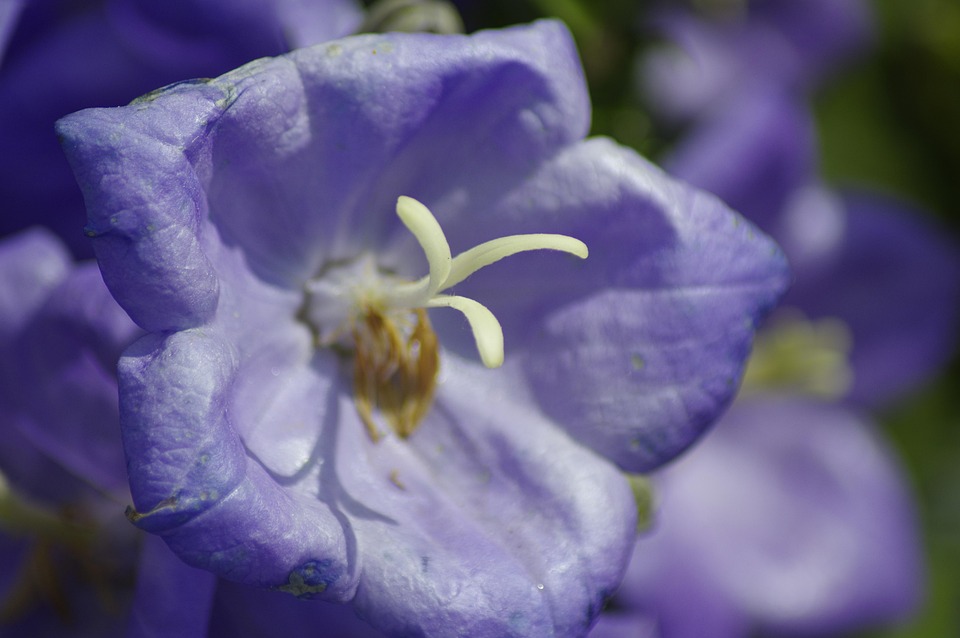Violeta Flor Morada Naturaleza - Foto gratis en Pixabay - Pixabay