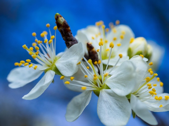 Bunga-Bunga Bunga Cabang Musim - Foto gratis di Pixabay - Pixabay