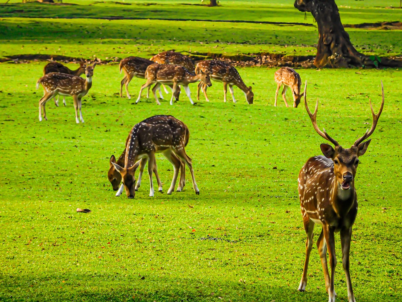 30+ Free Deer Group & Deer Images - Pixabay