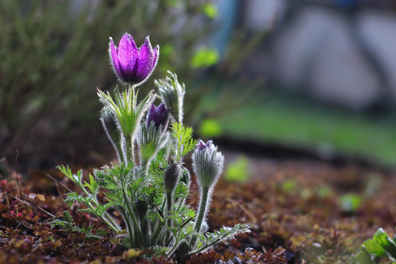 Flor Primavera Violeta - Foto gratis en Pixabay - Pixabay