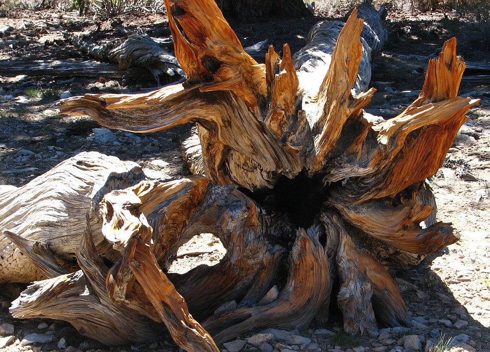 Pinus Bristlecone Akar Pohon - Foto gratis di Pixabay - Pixabay