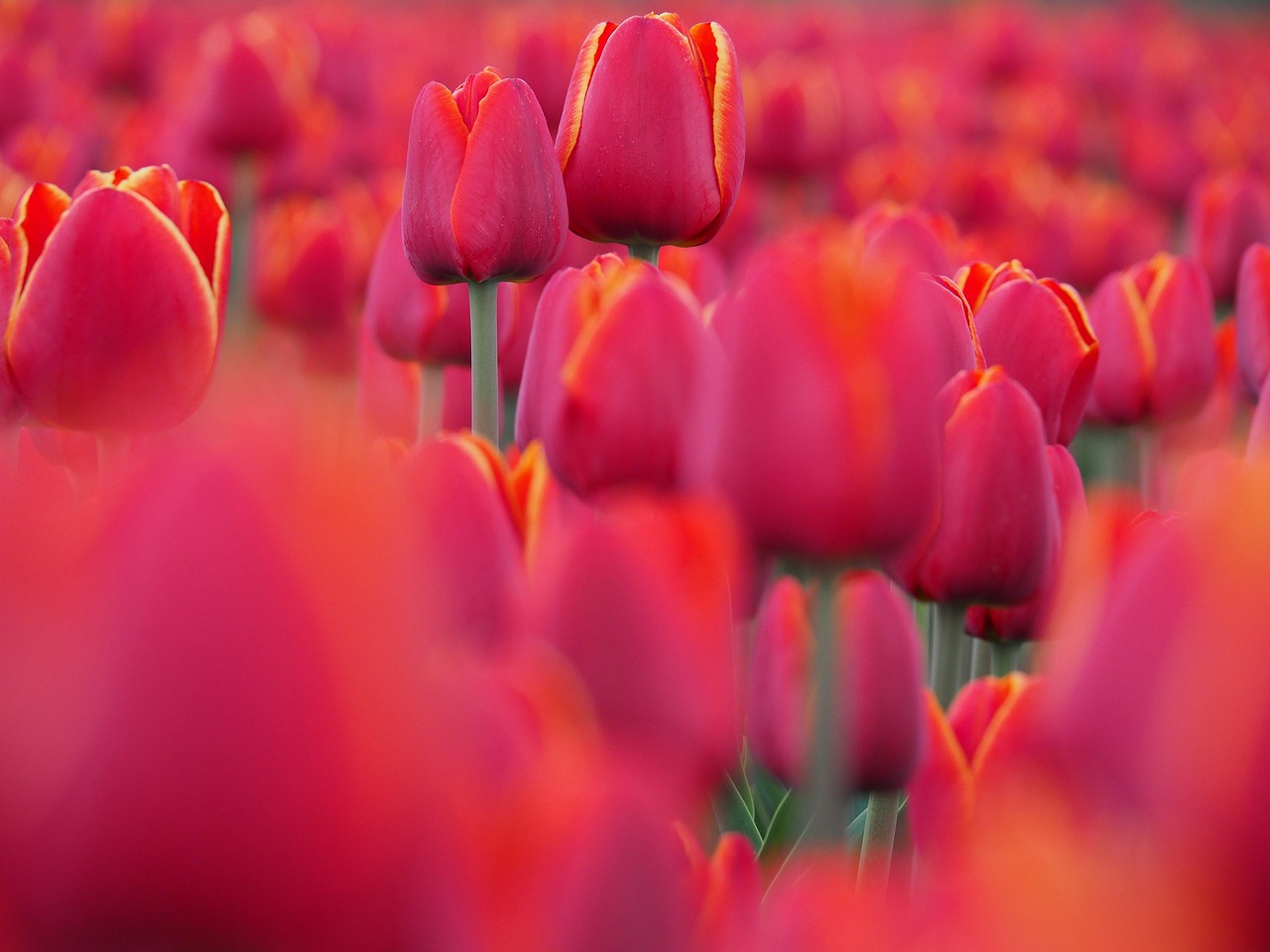 Natureza Flores Primavera - Foto gratuita no Pixabay - Pixabay