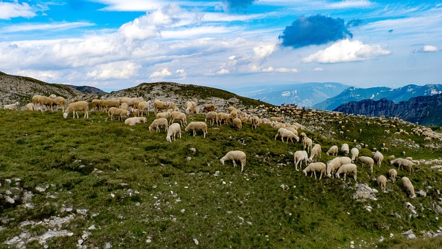 The Alps Herd Sheep - Free photo on Pixabay - Pixabay