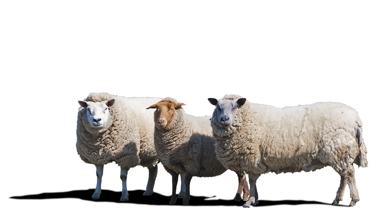 Isolato Pecora Animali - Foto gratis su Pixabay - Pixabay