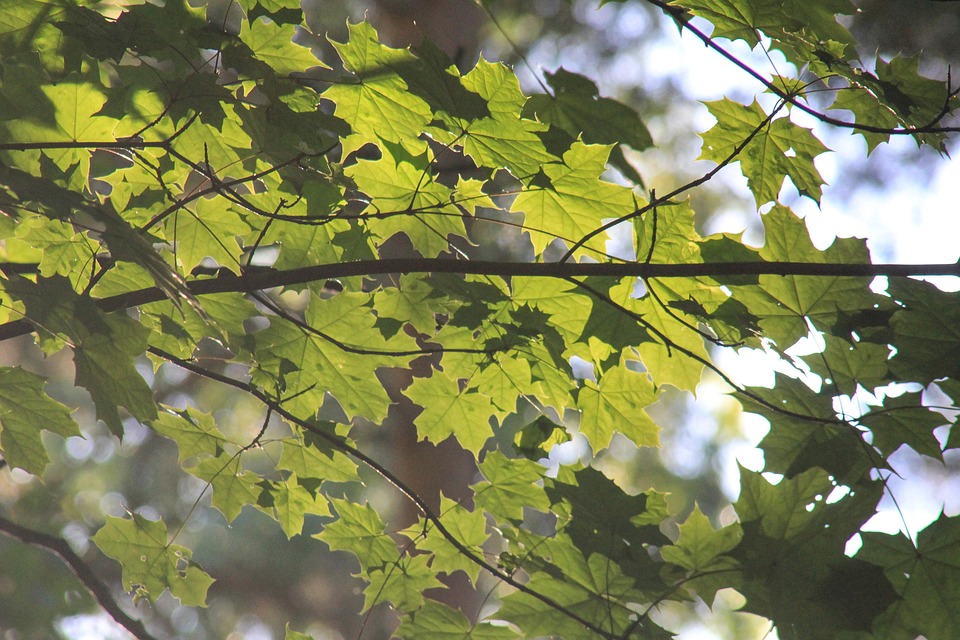 Leaves Tree Summer - Free photo on Pixabay