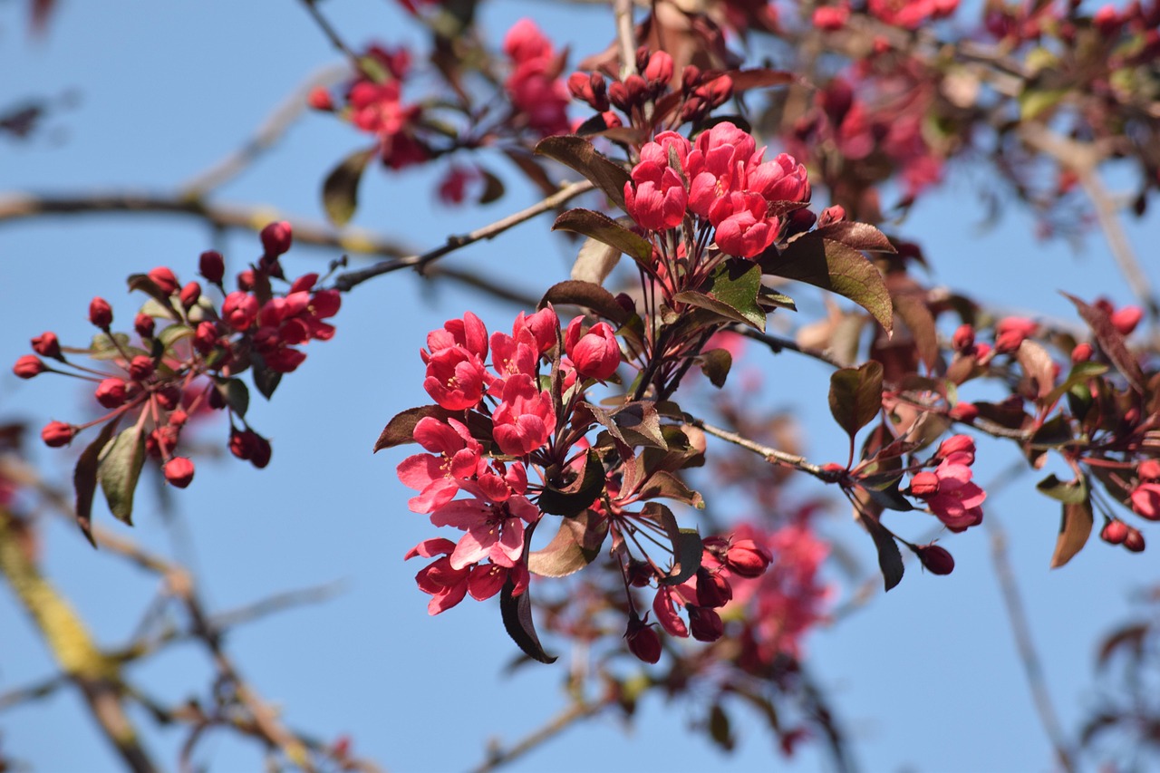 Fechadura Do Inferno Flor Flores - Foto gratuita no Pixabay - Pixabay