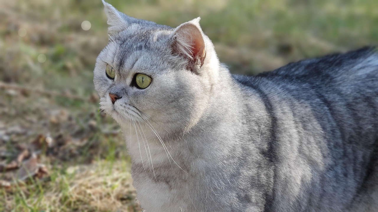 Kedi Vesika Portresi Gri - Pixabay'de ücretsiz fotoğraf - Pixabay