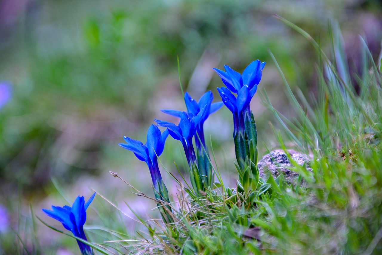 Plus de 300 images de Gentiane et de Fleur - Pixabay