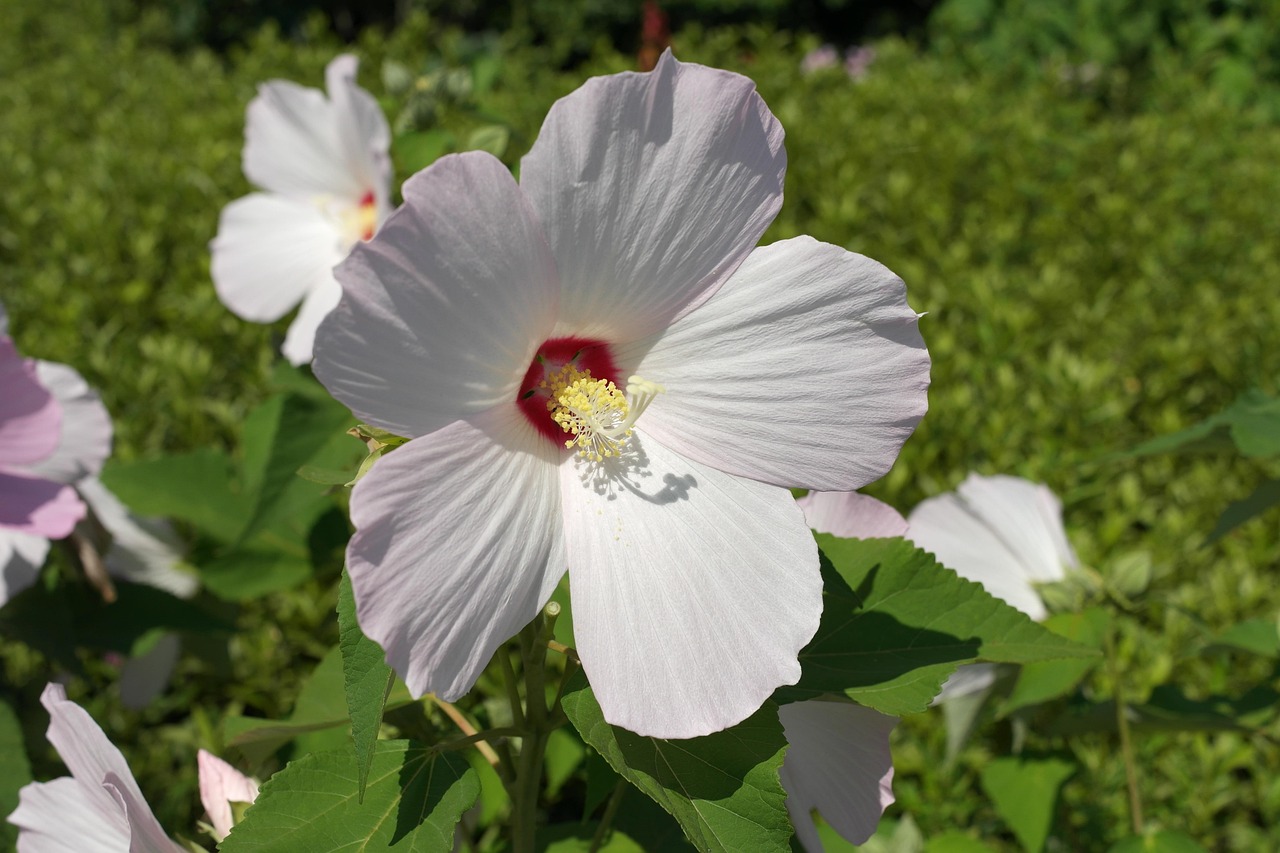 Hibiscus Fleur - Photo gratuite sur Pixabay - Pixabay