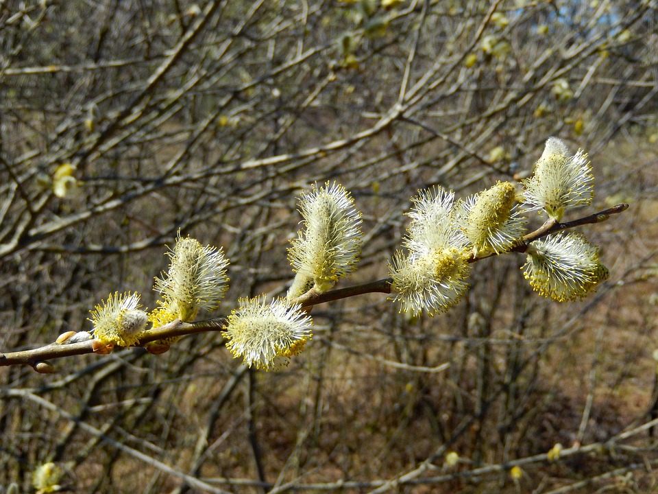 Willow Catkin Salix Spring - Free photo on Pixabay - Pixabay