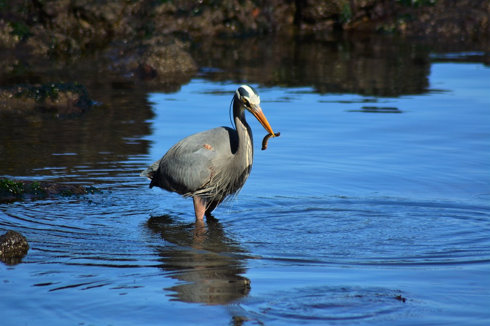 Great Blue Heron Bird Eel - Free photo on Pixabay - Pixabay