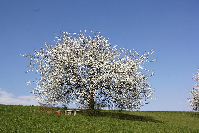 Natureza Primavera Árvore - Foto gratuita no Pixabay - Pixabay