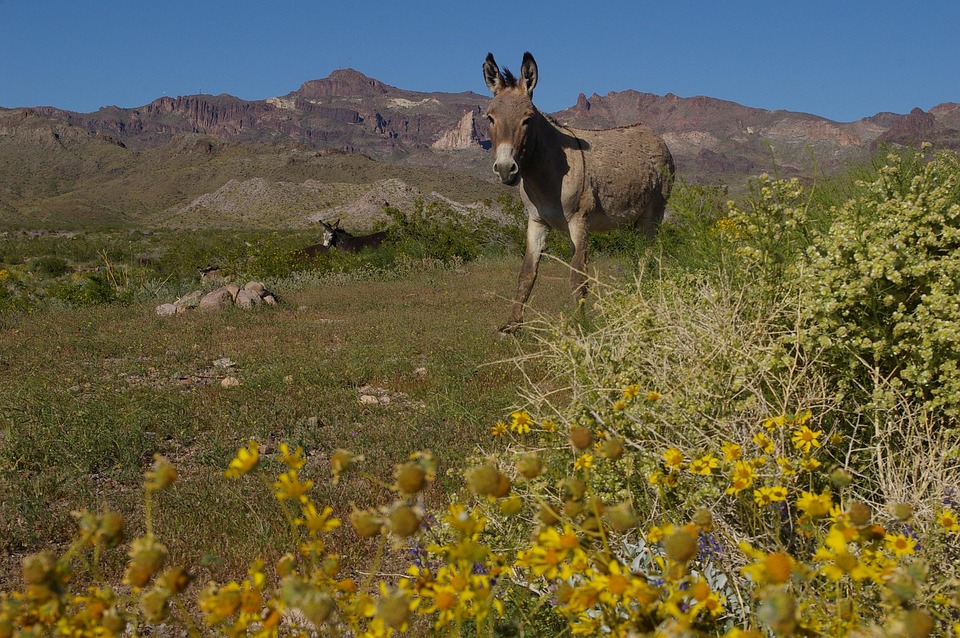 Donkey Burro Wild - Free photo on Pixabay - Pixabay