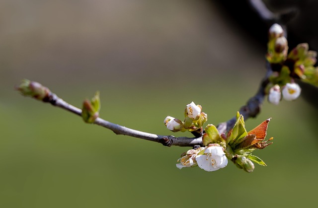 Fleur Bourgeon Le Printemps - Photo gratuite sur Pixabay - Pixabay