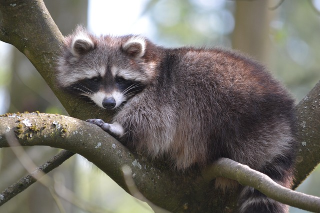 Raccoon Zoo Mammal - Free photo on Pixabay - Pixabay