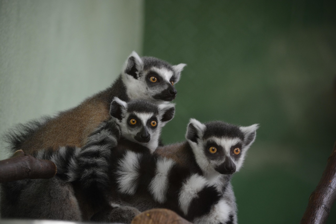 Ring Tailed Lemur Zoo Animal - Free photo on Pixabay