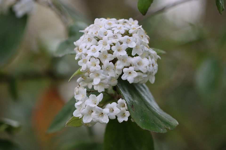 Viburnum Shrub Flowers - Free photo on Pixabay - Pixabay