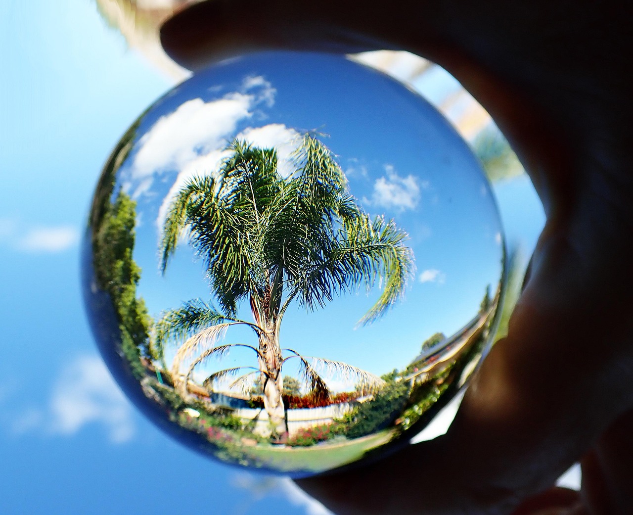 Glass Ball Refraction Palm Tree - Free photo on Pixabay - Pixabay