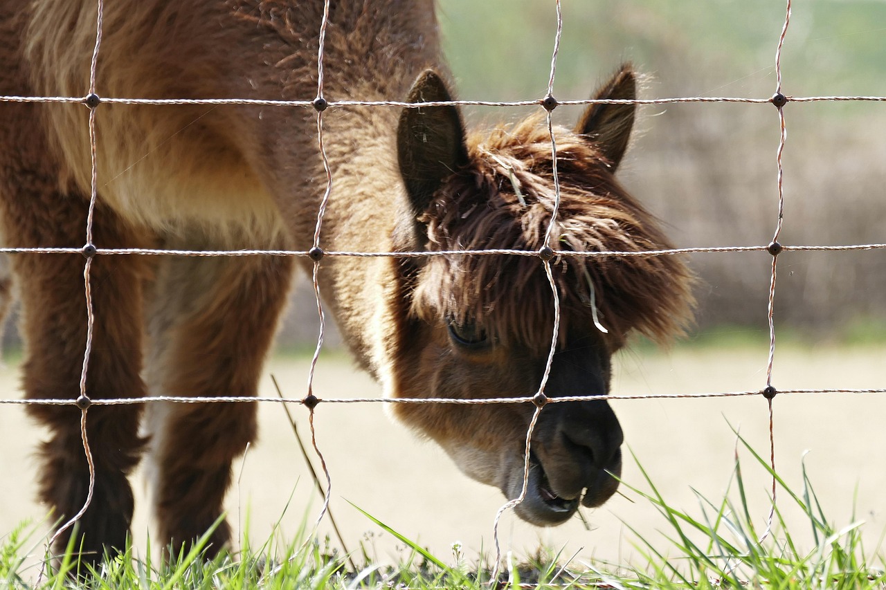 Electric Fence Alpaca Pasture - Free photo on Pixabay - Pixabay