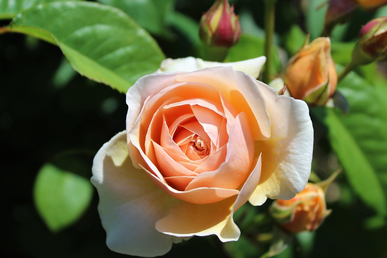 Rose Rosa Romantisch - Kostenloses Foto auf Pixabay - Pixabay