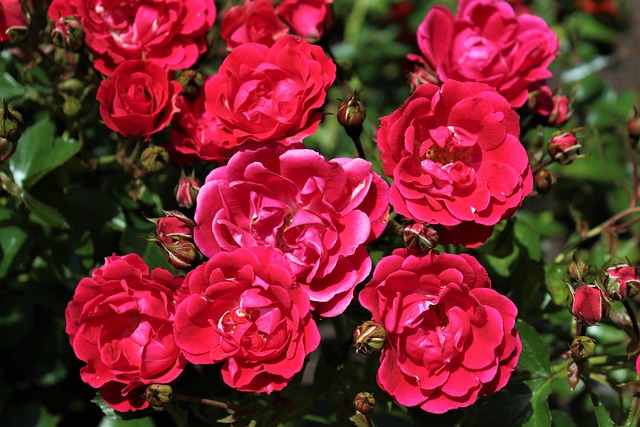 Rosen Blume Romantisch - Kostenloses Foto auf Pixabay - Pixabay