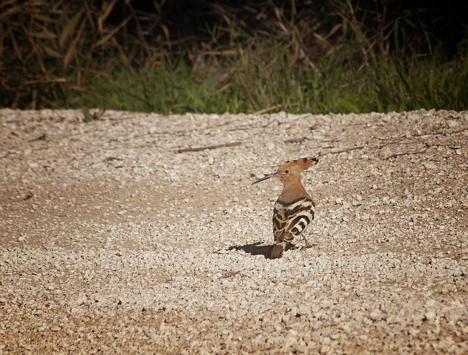 Hoopoe Birds - Free photo on Pixabay - Pixabay