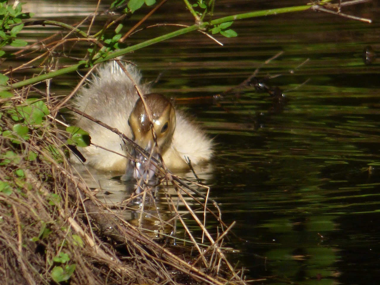Duck Laguna Water - Free photo on Pixabay - Pixabay