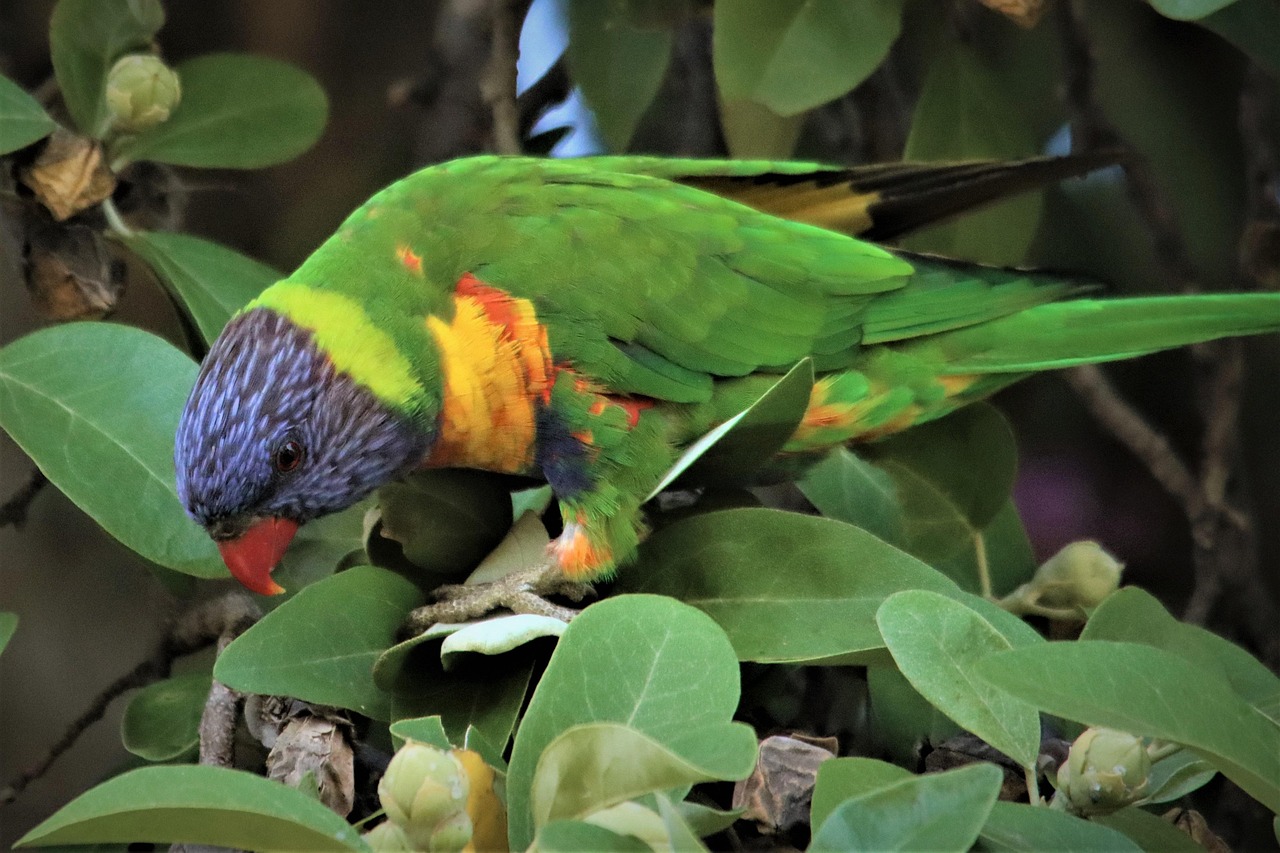 Rainbow Lorikeet Eating Native - Free photo on Pixabay