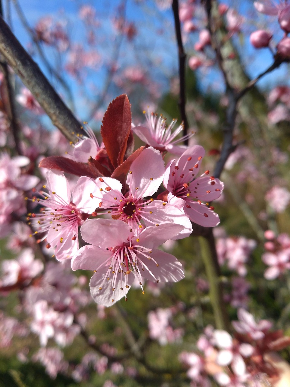 Primavera Flor Rosa Drenagem - Foto gratuita no Pixabay - Pixabay