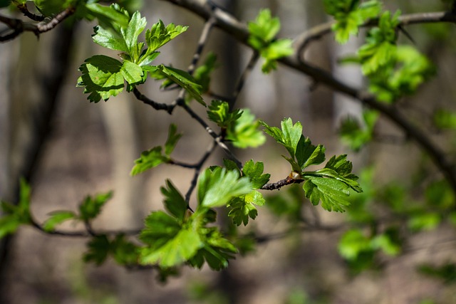 Le Printemps Nature Les Plantes - Photo gratuite sur Pixabay - Pixabay