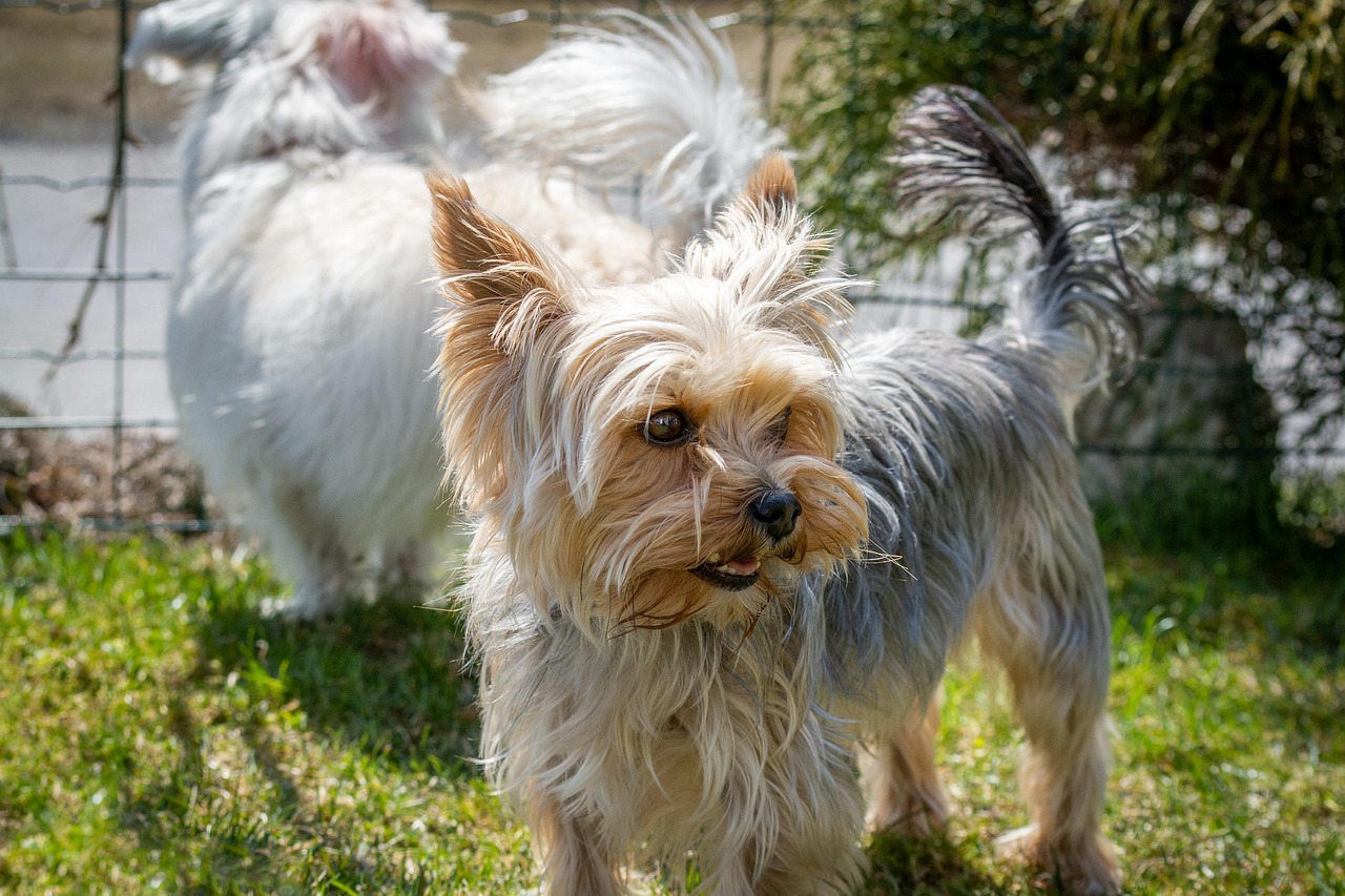 Anjing Yorkie Yorkshire Terrier - Foto gratis di Pixabay - Pixabay