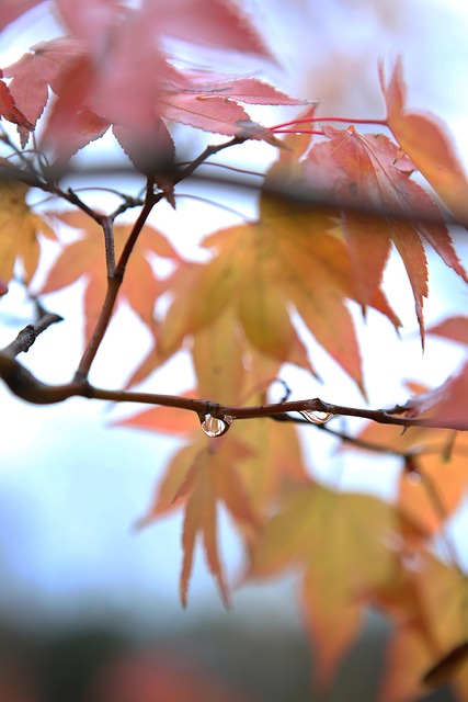 Feuilles D'Automne Goutte De Pluie - Photo gratuite sur Pixabay - Pixabay