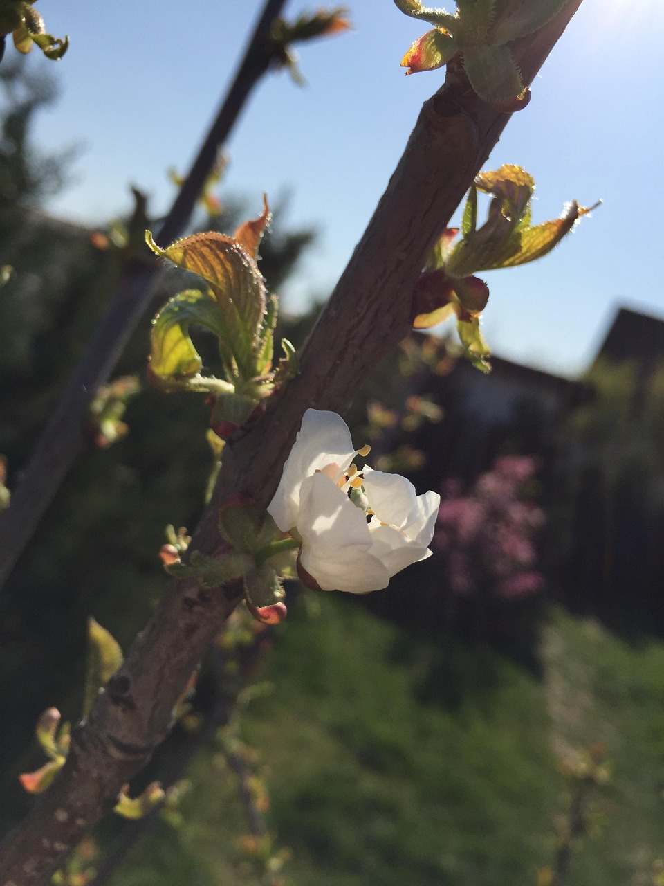 Cherry Flower - Free photo on Pixabay - Pixabay