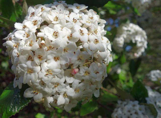 Blanco Primavera Naturaleza - Foto gratis en Pixabay - Pixabay