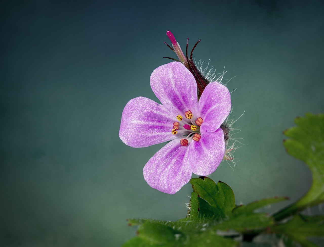 Herb Robert Wildflower Pink - Free photo on Pixabay