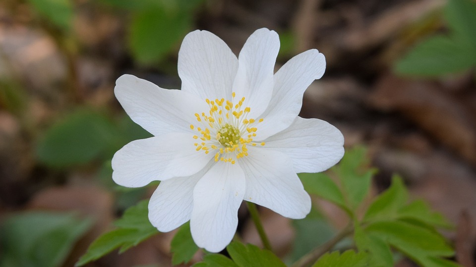 Anemone Flower Spring - Free photo on Pixabay - Pixabay