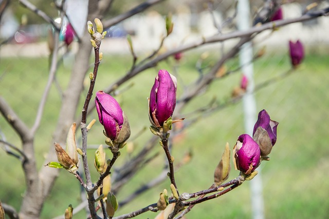 Magnolia Flower Garden - Free photo on Pixabay - Pixabay