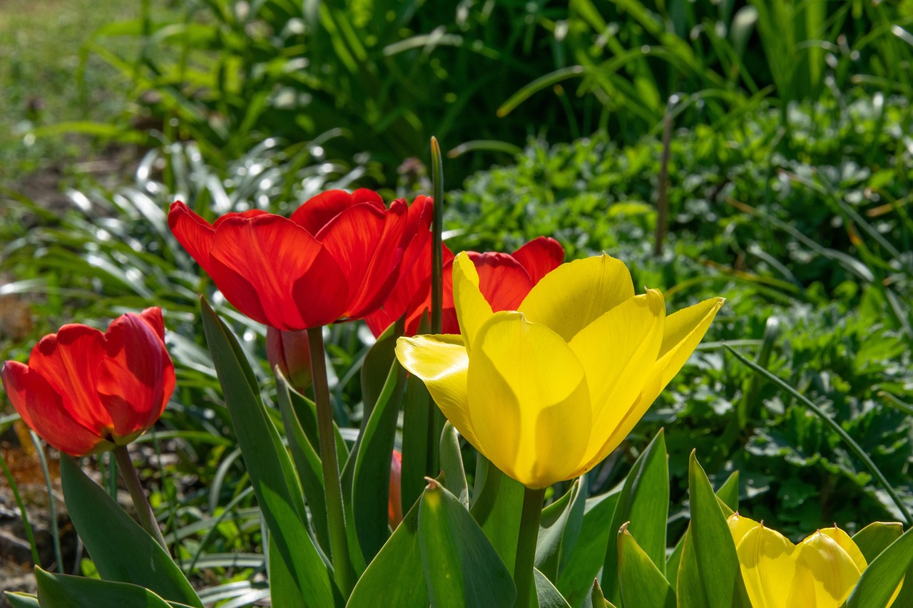 Flor Jardim Primavera - Foto gratuita no Pixabay - Pixabay
