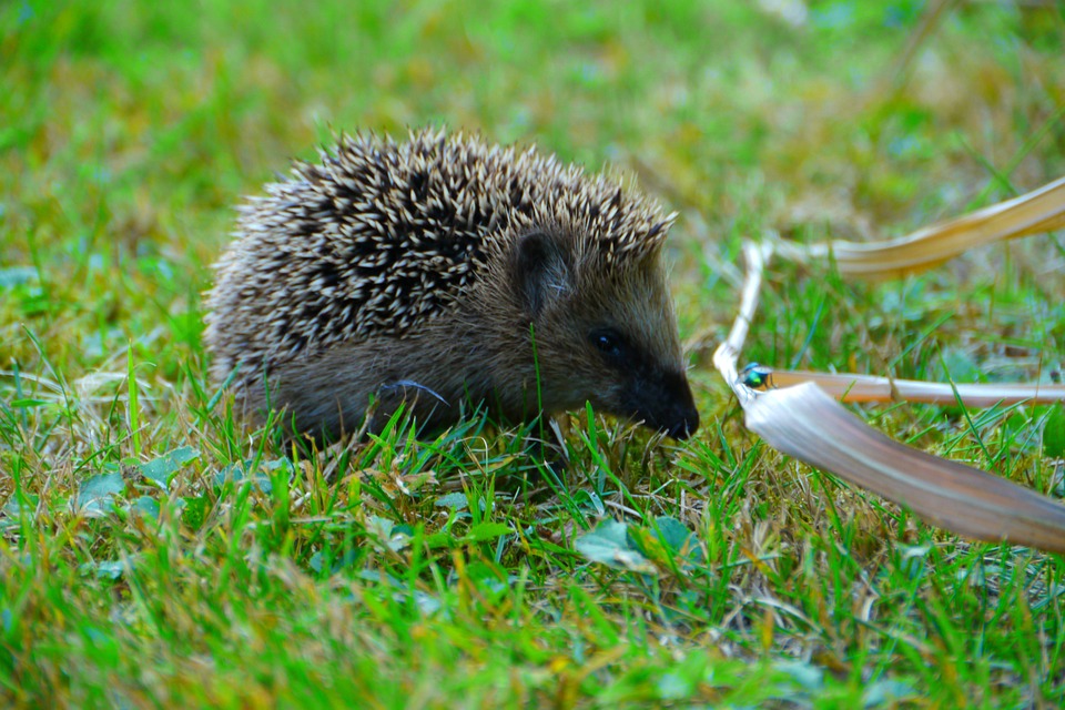 Igel Natur Niedlich - Kostenloses Foto auf Pixabay - Pixabay