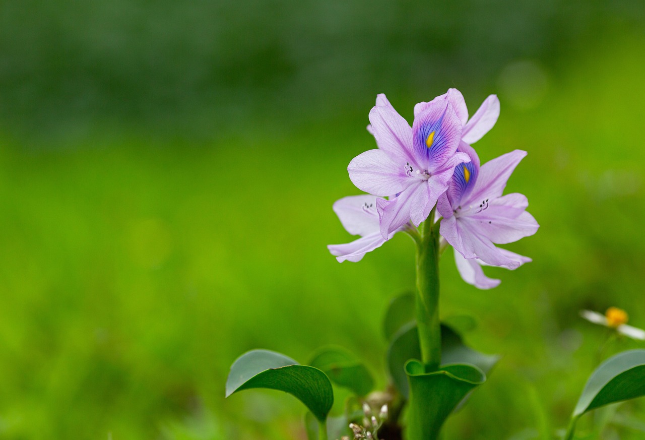 Eichhornia Crassipes Flower - Free photo on Pixabay - Pixabay