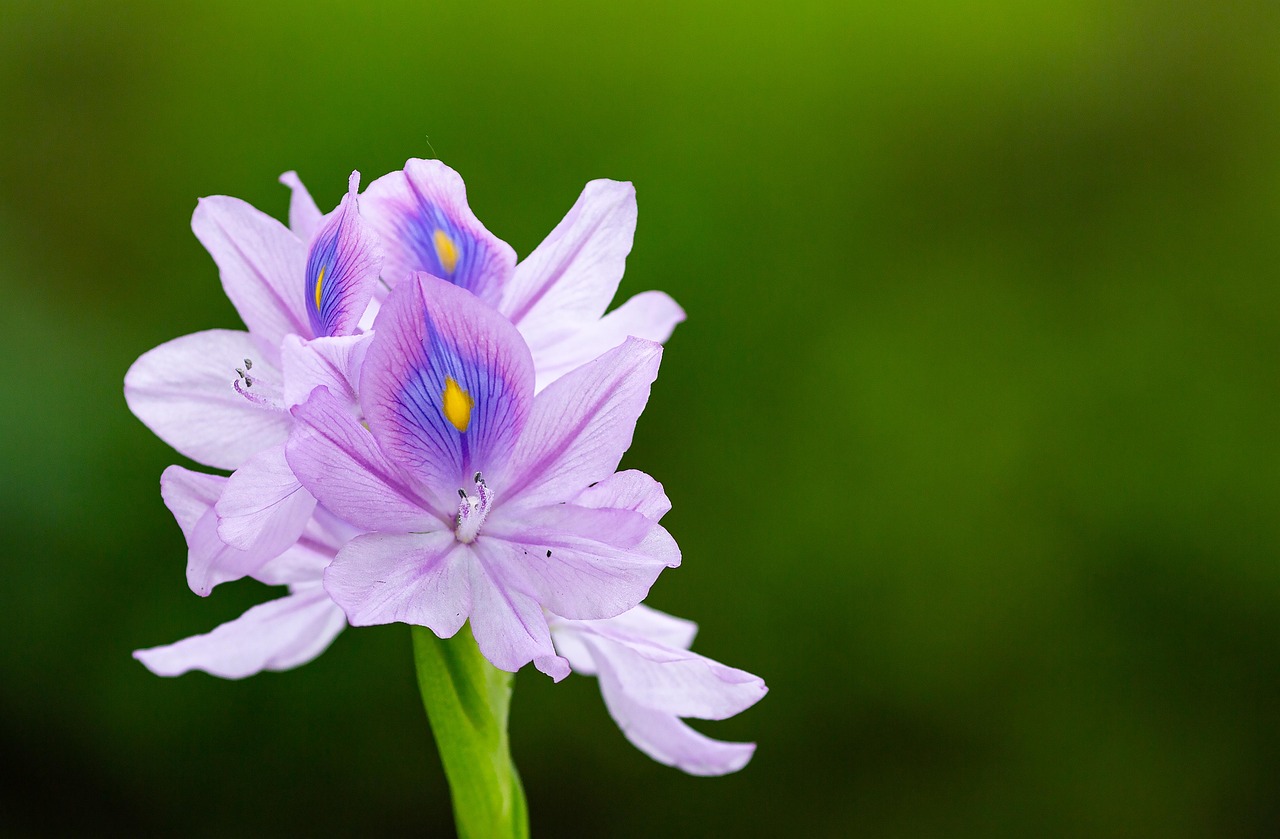 Eichhornia Crassipes Flower - Free photo on Pixabay