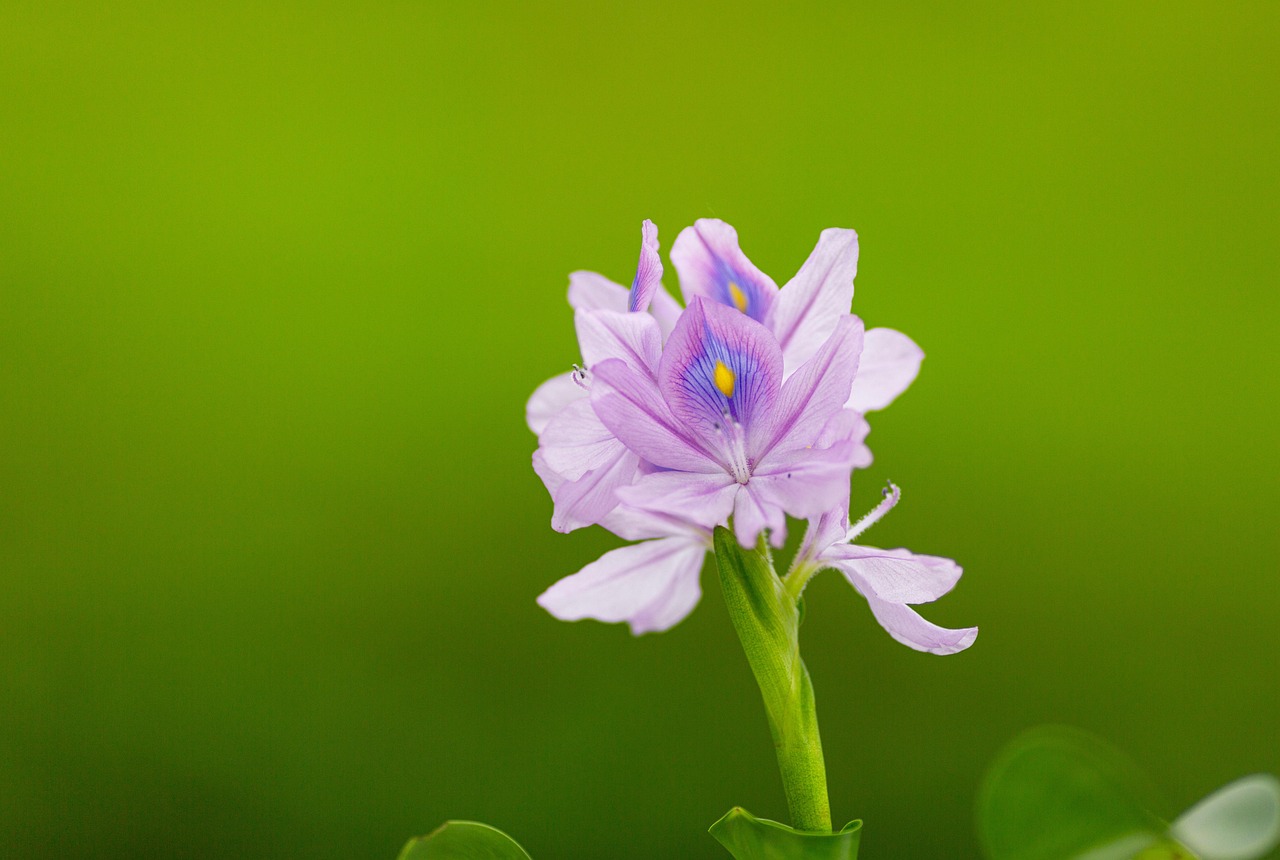 Eichhornia Crassipes Flower - Free photo on Pixabay